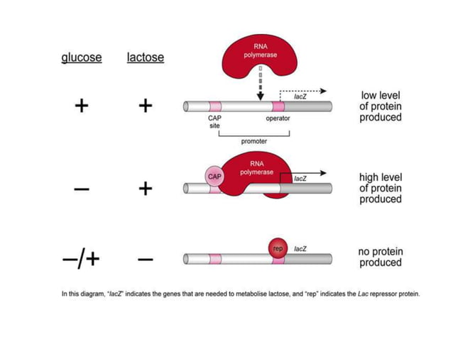 Regulation of lac operon positive nd negative | PPTX