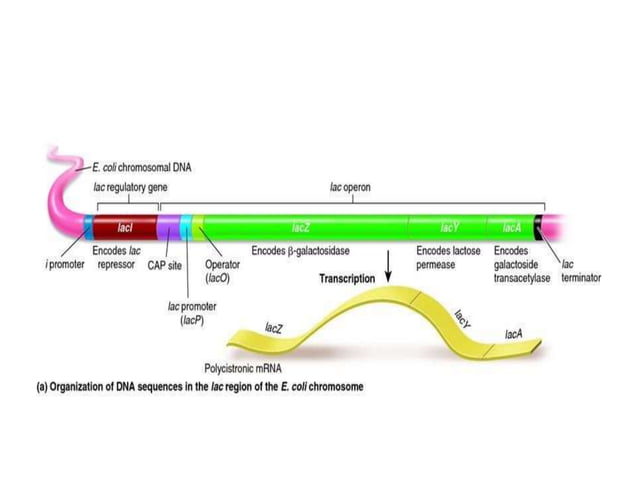 Regulation of lac operon positive nd negative | PPTX
