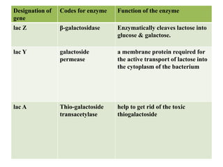 Regulation of lac operon positive nd negative | PPTX