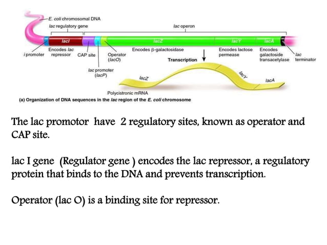 Regulation of lac operon positive nd negative | PPTX