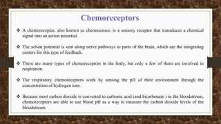 Regulation of lungs respiration | PPT
