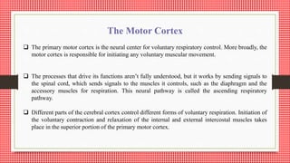 Regulation of lungs respiration | PPT