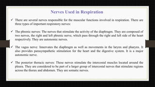 Regulation of lungs respiration | PPTX