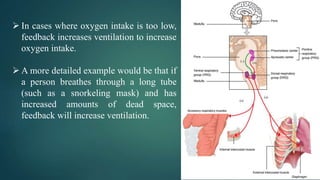 Regulation of lungs respiration | PPTX
