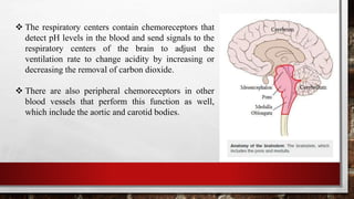 Regulation of lungs respiration | PPTX