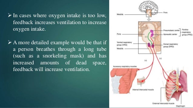 Regulation of lungs respiration