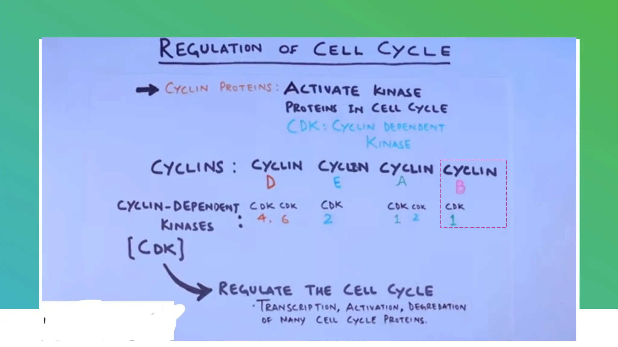 Regulation of Mitosis in cell cycle division.pptx