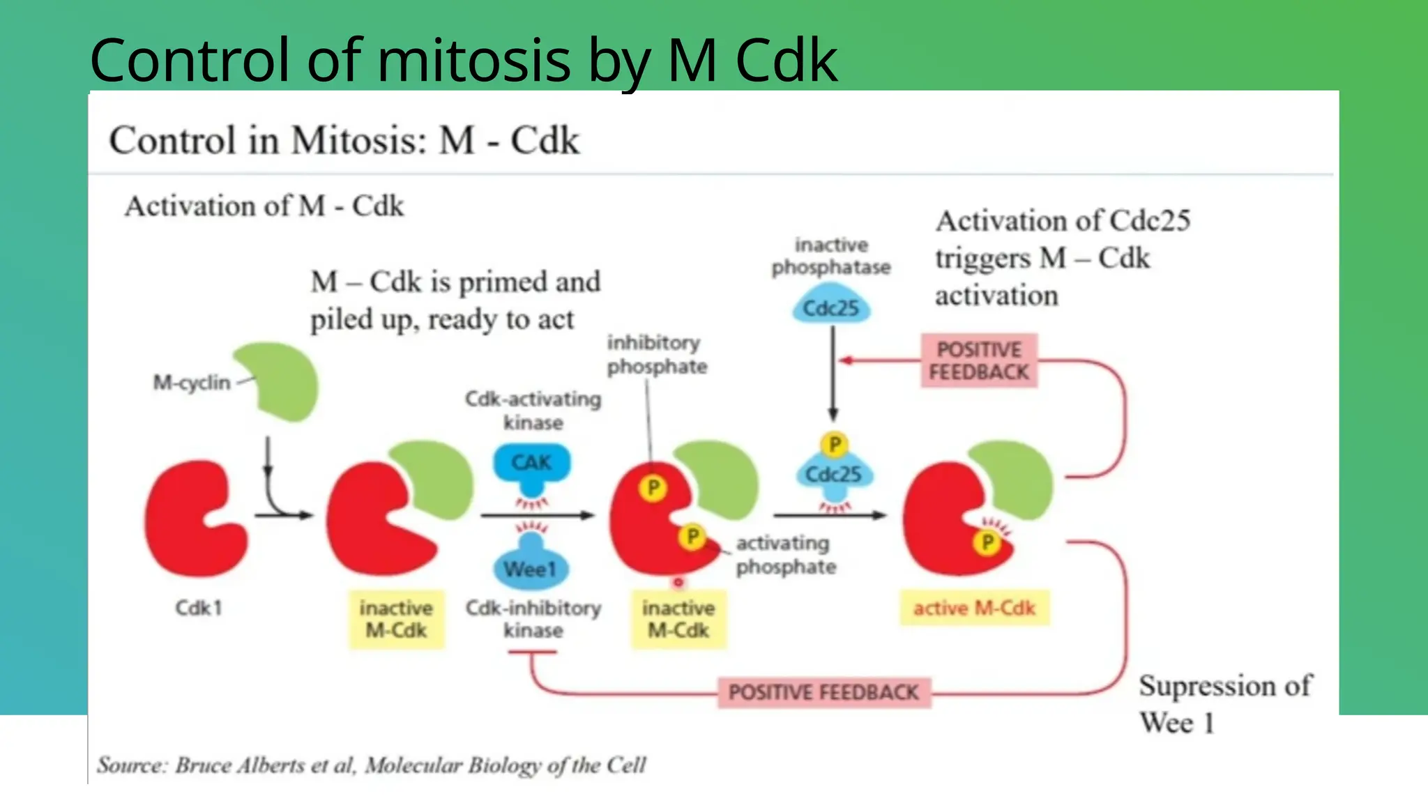 Regulation of Mitosis in cell cycle division.pptx