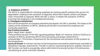 Regulation of Mitosis in cell cycle division.pptx