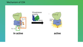 Regulation of Mitosis in cell cycle division.pptx