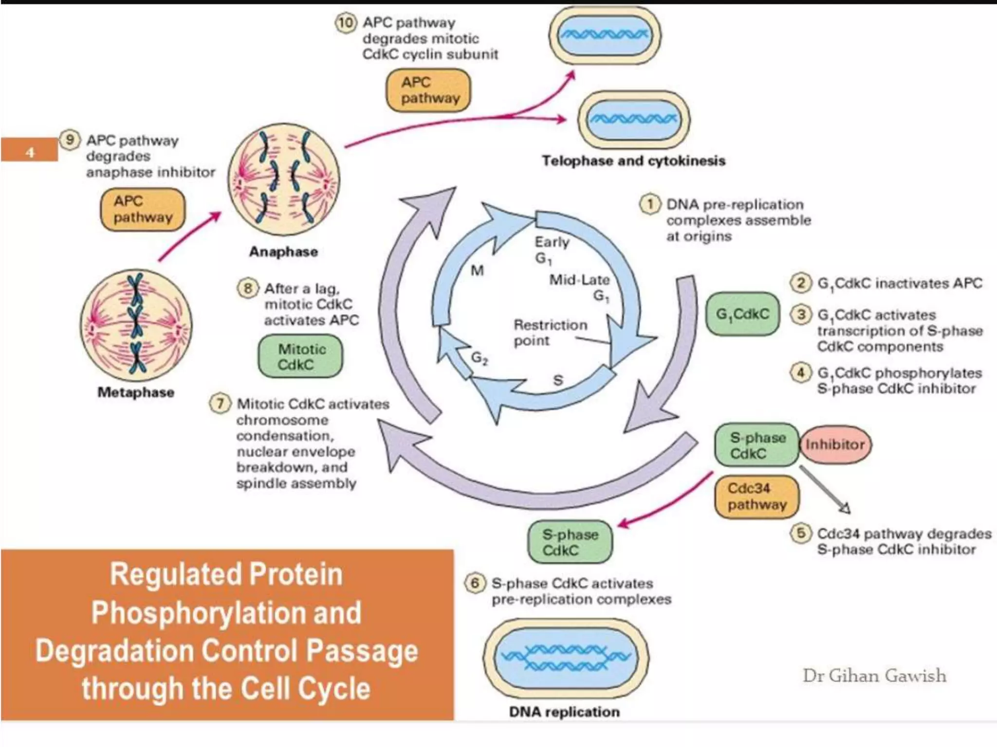 Regulation of mitotic cell cycle in eukaryotes | PPTX