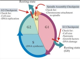 Regulation of mitotic cell cycle in eukaryotes | PPTX