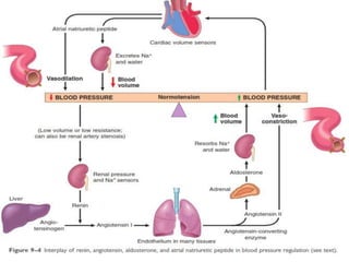 Regulation of normal blood pressure | PPT