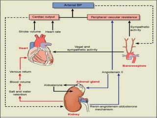 Regulation of normal blood pressure | PPT