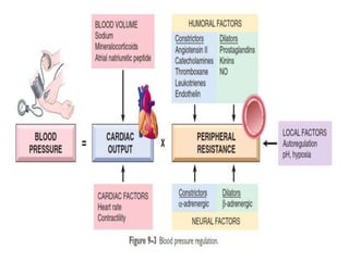 Regulation of normal blood pressure | PPT