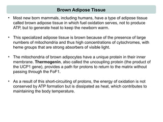 Regulation of Oxidative Phosphorylation.pptx