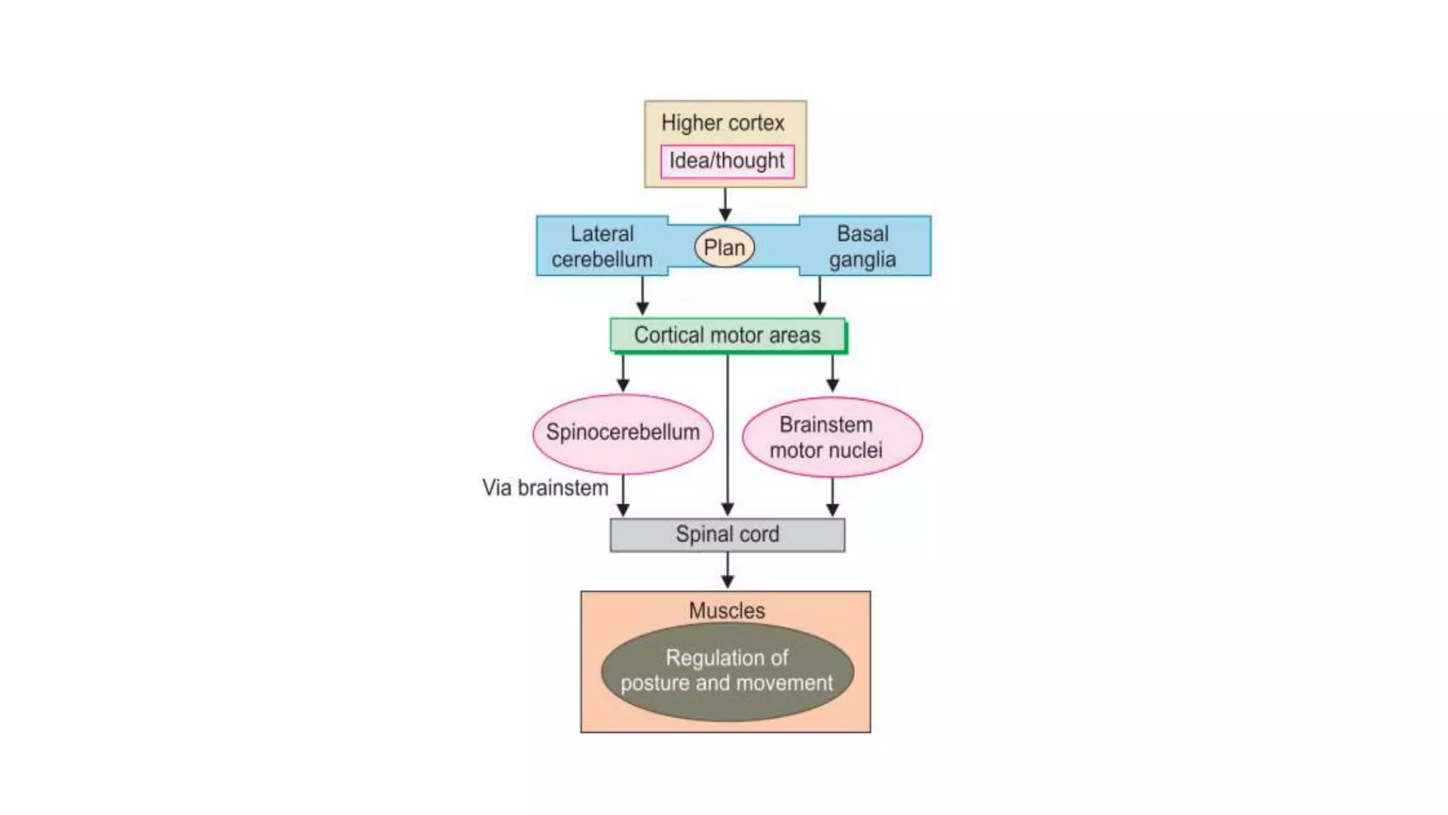 REGULATION OF POSTURE.pptx
