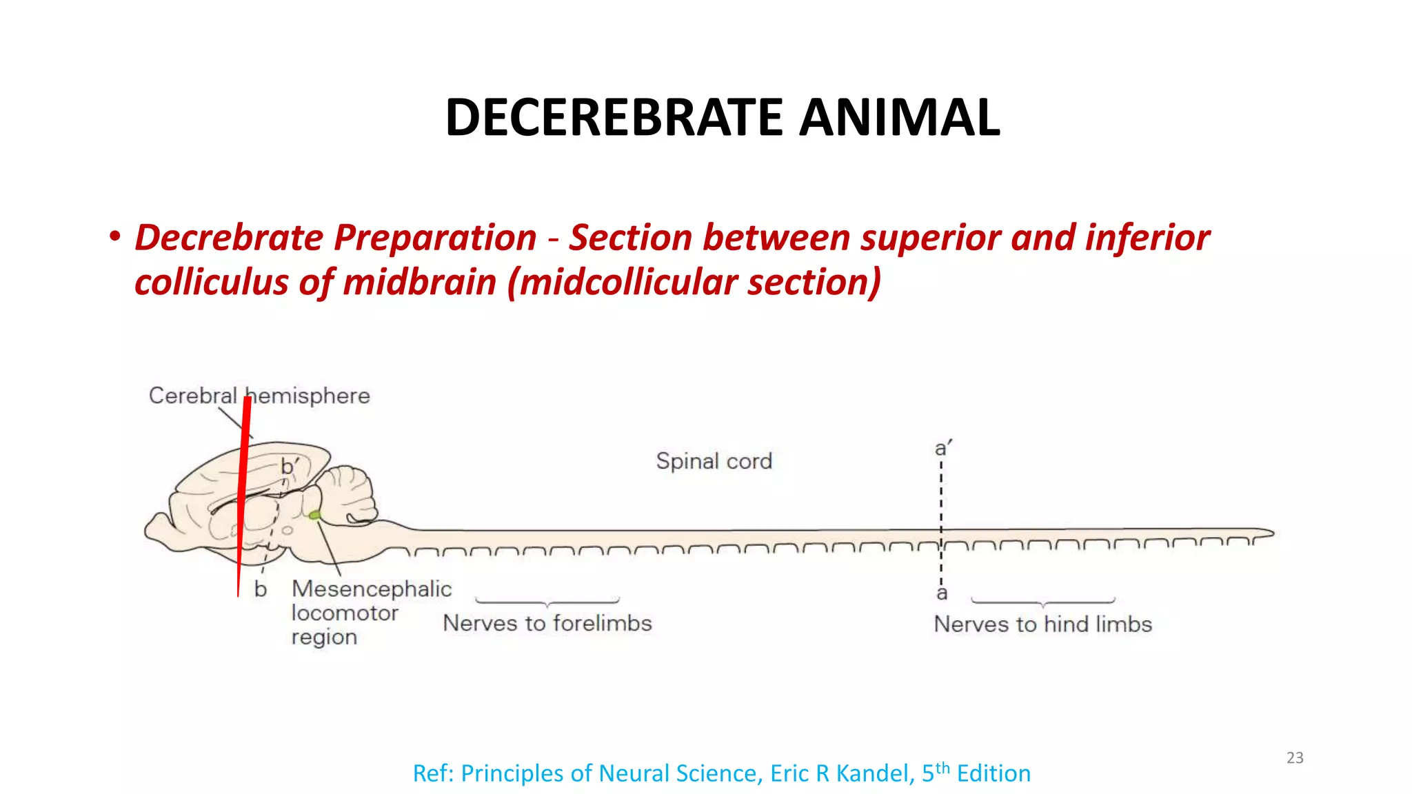 REGULATION OF POSTURE.pptx