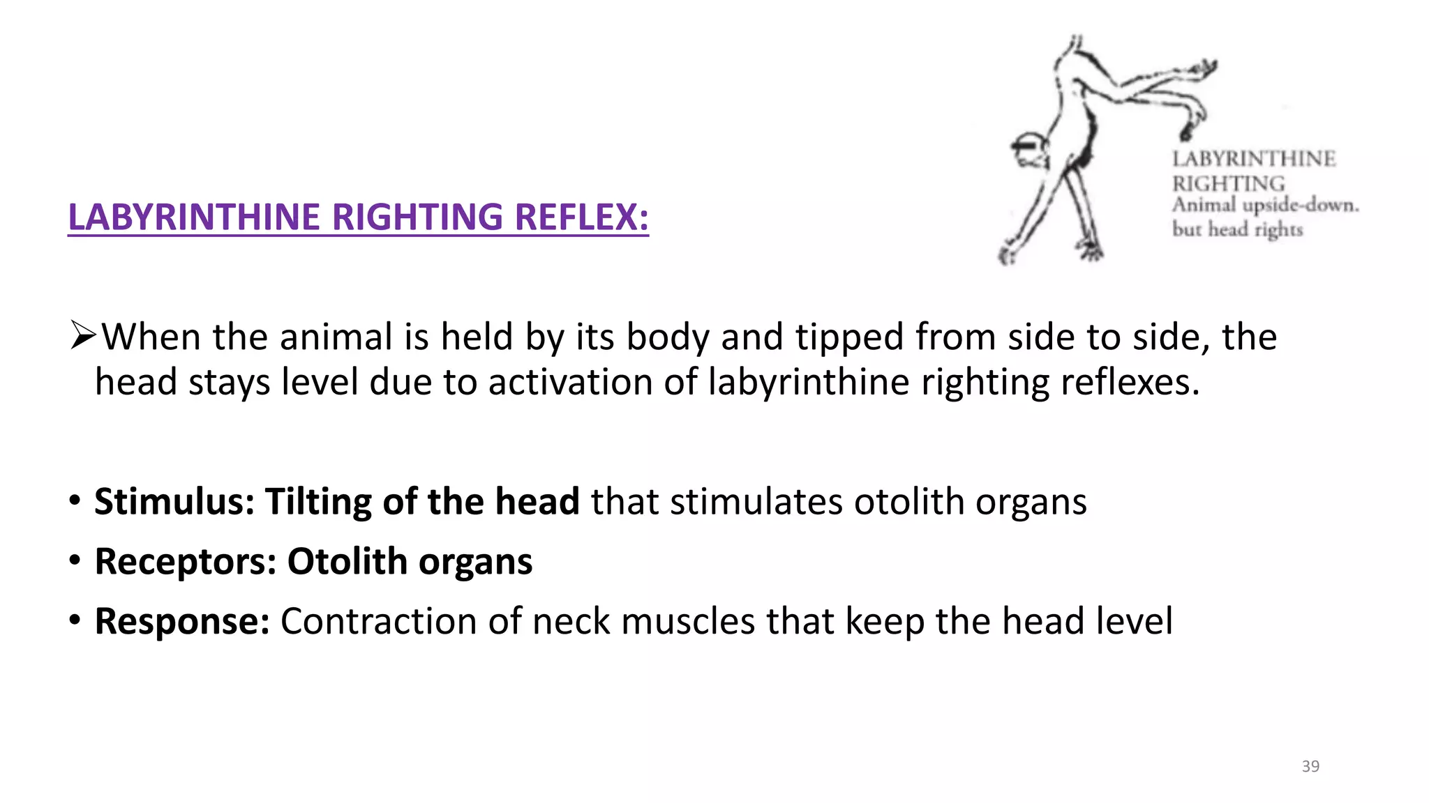 REGULATION OF POSTURE.pptx