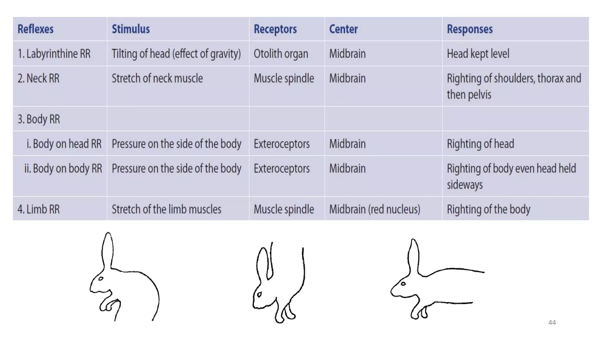 REGULATION OF POSTURE.pptx