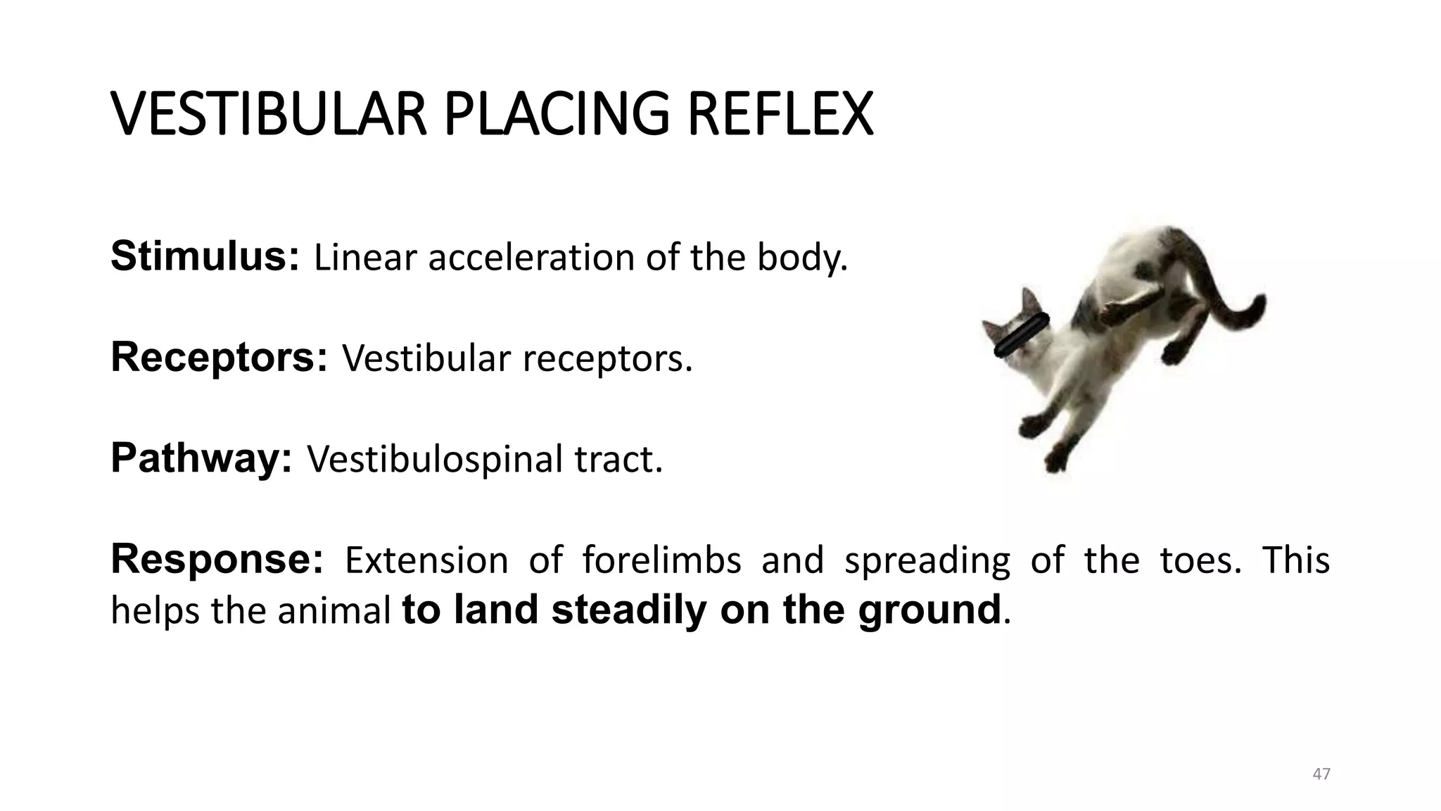 REGULATION OF POSTURE.pptx