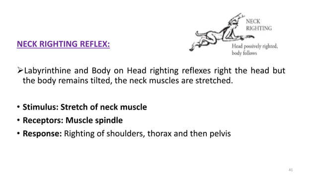 REGULATION OF POSTURE.pptx