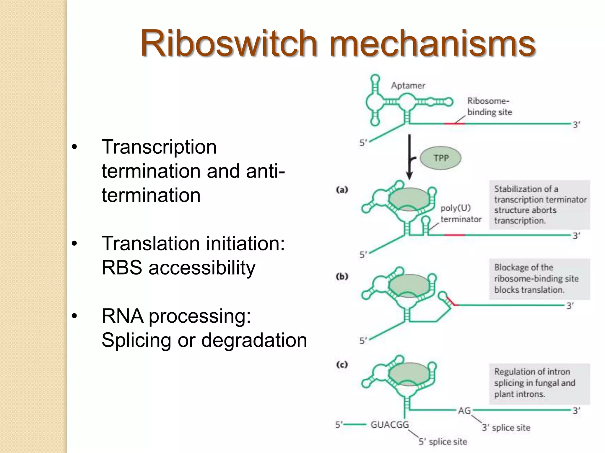 Regulation of protein synthesis | PPTX