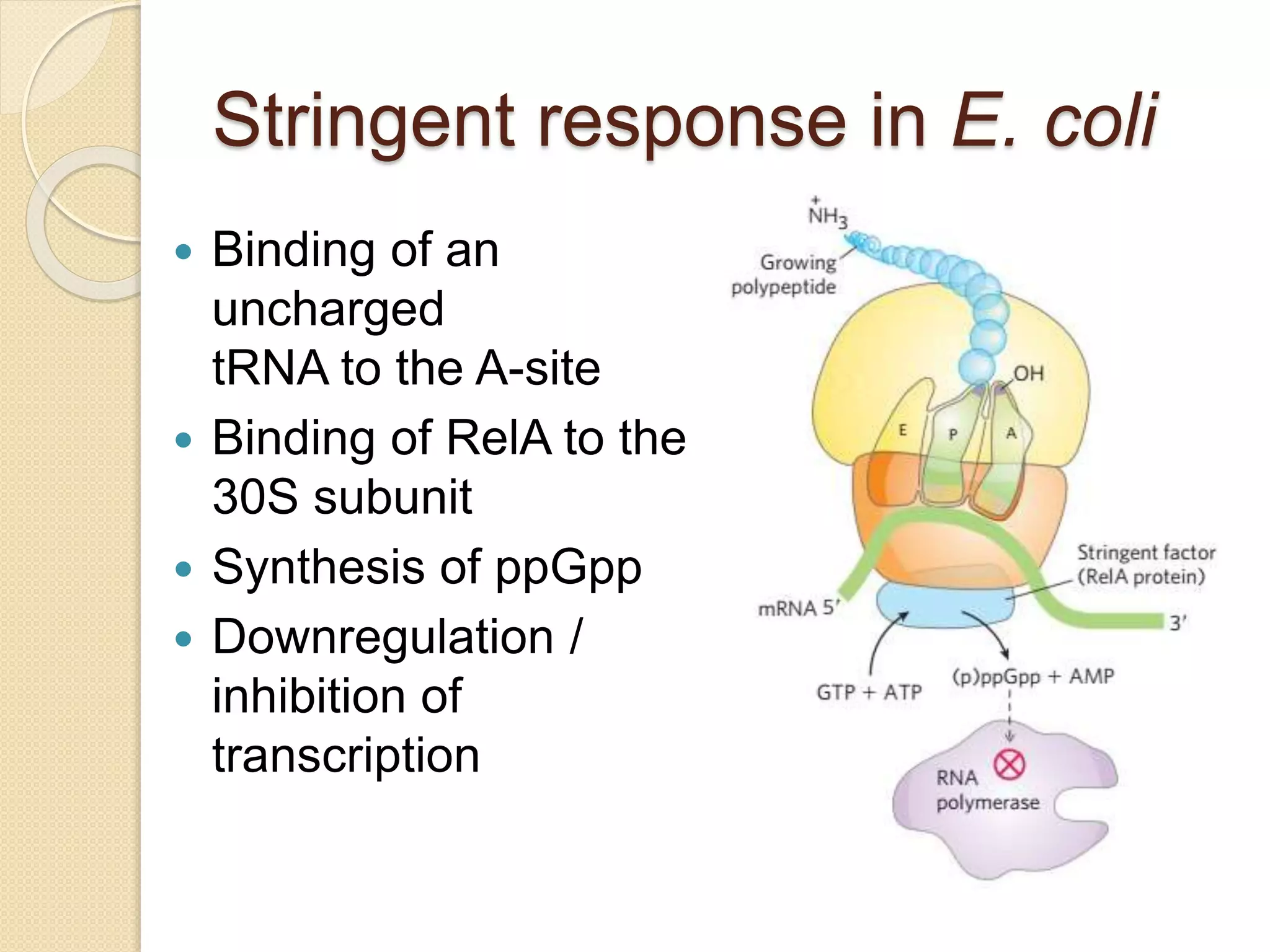 Regulation of protein synthesis | PPTX