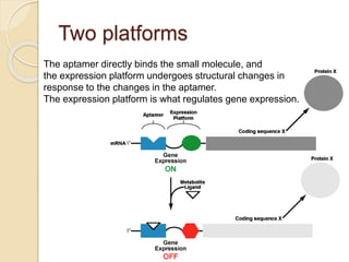 Regulation of protein synthesis | PPTX