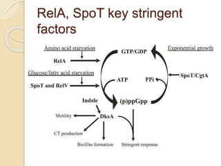 Regulation of protein synthesis | PPTX