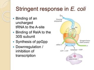 Regulation of protein synthesis | PPTX