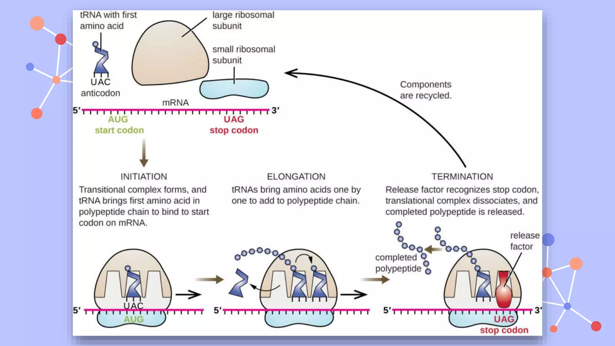 REGULATION OF PROTEIN SYNTHESIS IN RIBOSOMES.pptx