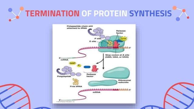 REGULATION OF PROTEIN SYNTHESIS IN RIBOSOMES.pptx | Programming Languages | Computing
