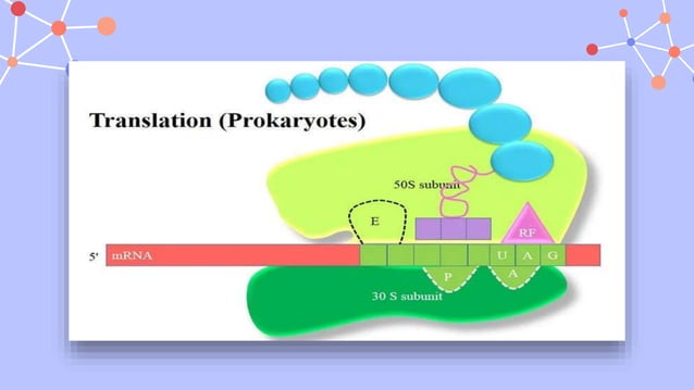 REGULATION OF PROTEIN SYNTHESIS IN RIBOSOMES.pptx | Programming Languages | Computing