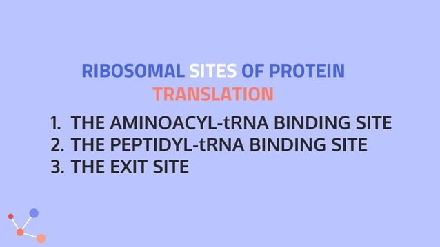 REGULATION OF PROTEIN SYNTHESIS IN RIBOSOMES.pptx | Programming Languages | Computing