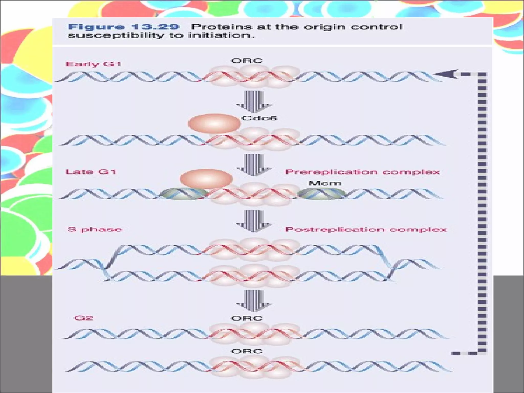 Regulation of DNA replication | PPT