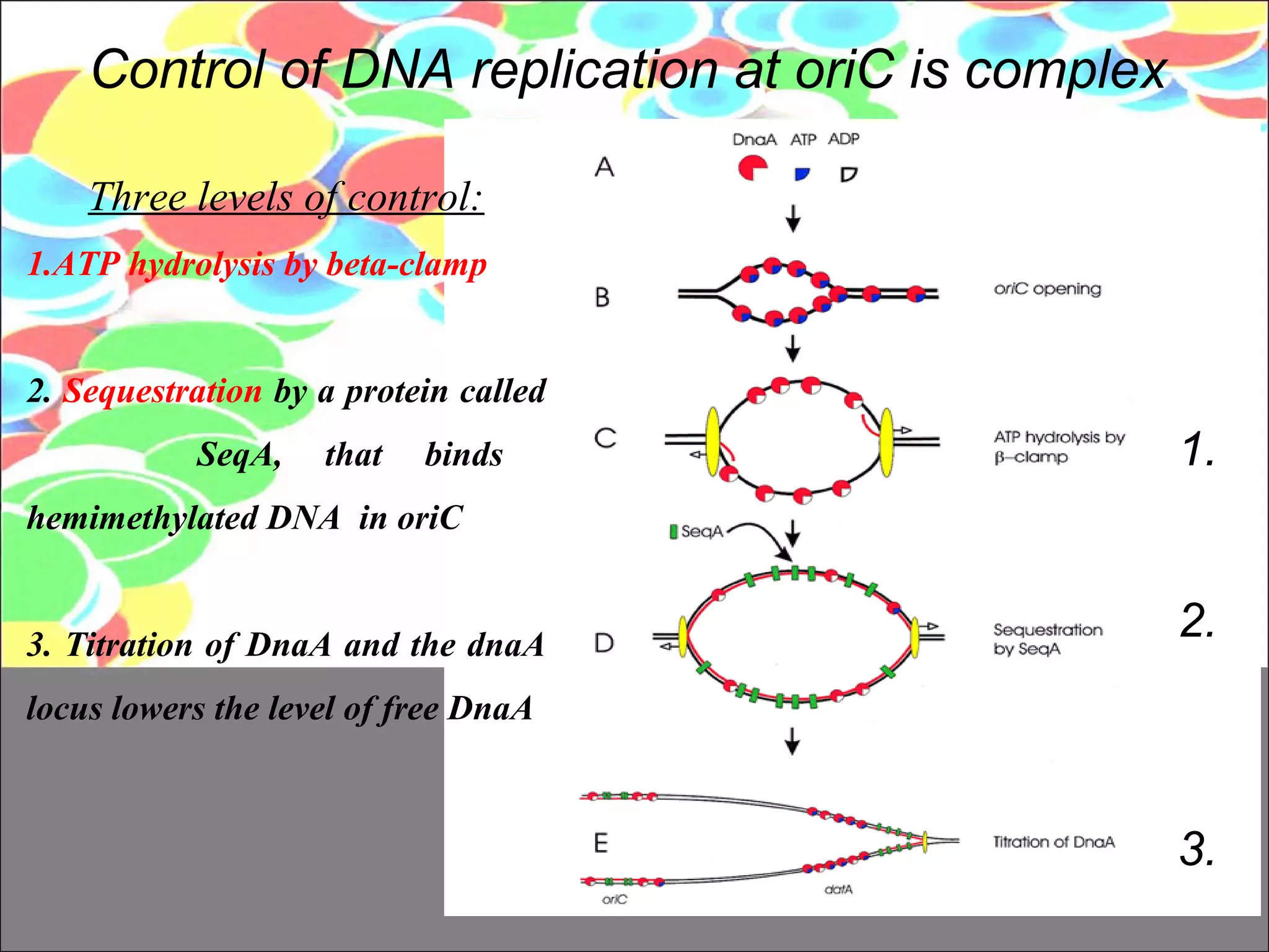 Regulation of DNA replication | PPT