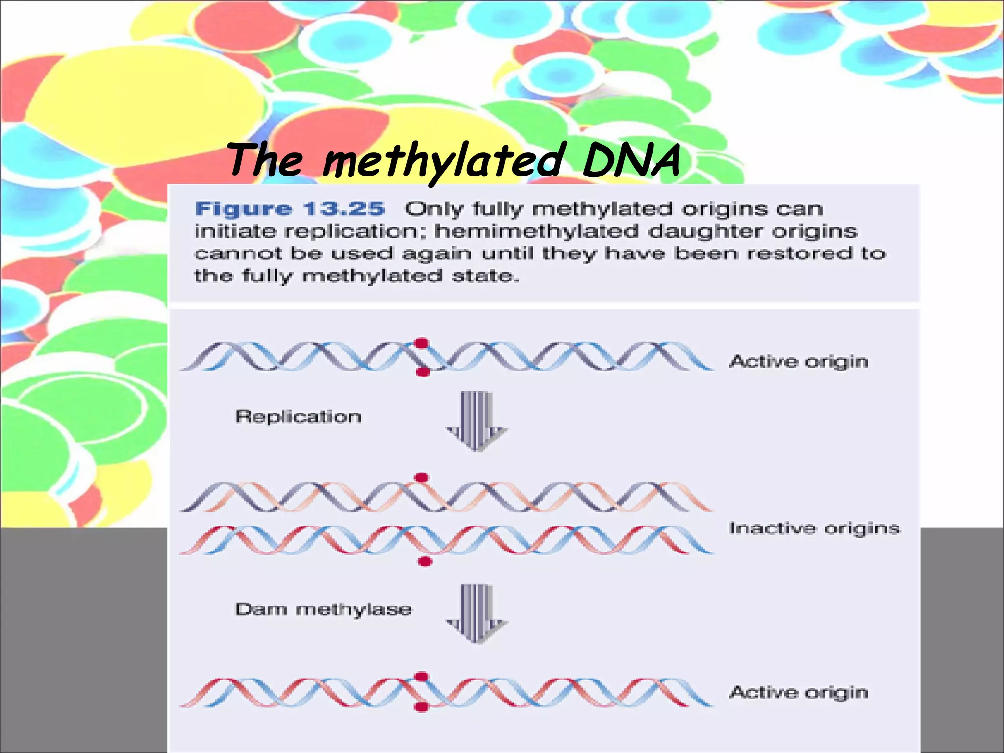 Regulation of DNA replication | PPT