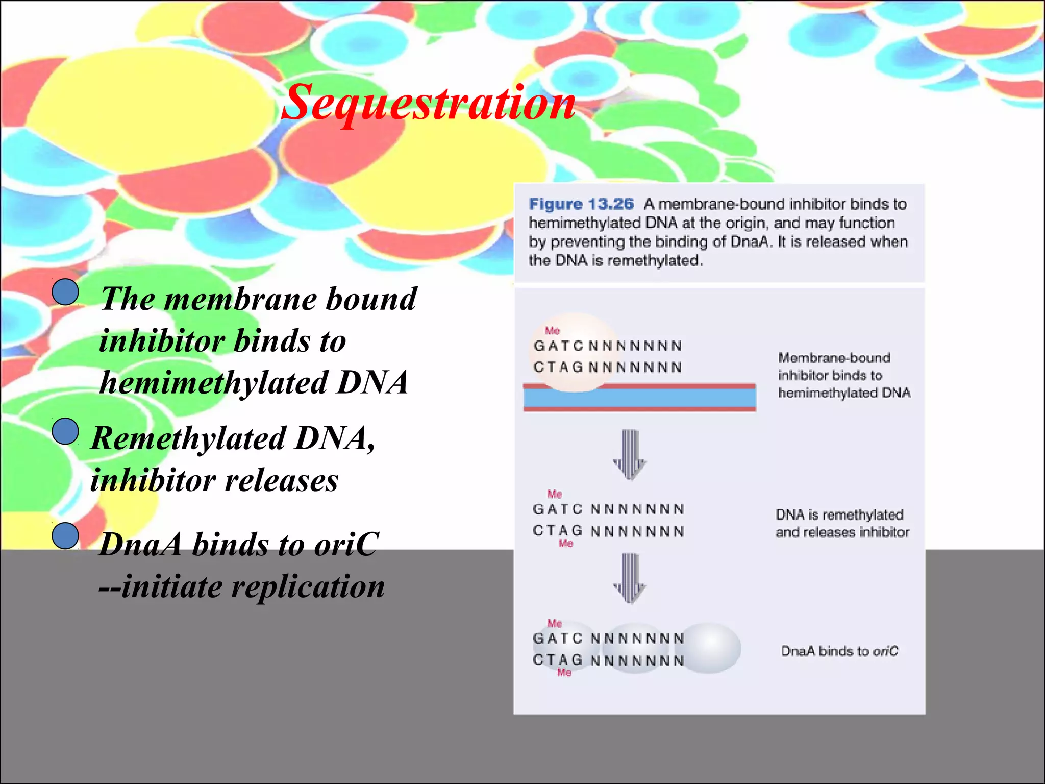 Regulation of DNA replication | PPT