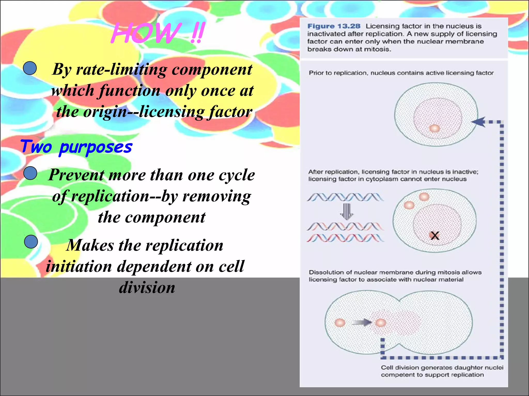 Regulation of DNA replication | PPT