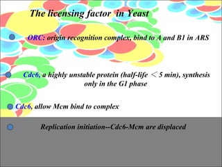 Regulation of DNA replication | PPT