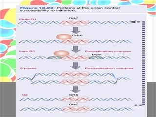 Regulation of DNA replication | PPT