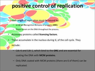 Regulation of DNA replication | PPT