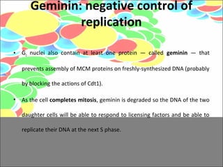 Regulation of DNA replication | PPT