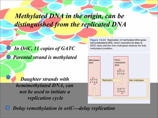 Regulation of DNA replication | PPT | Genetics | Science