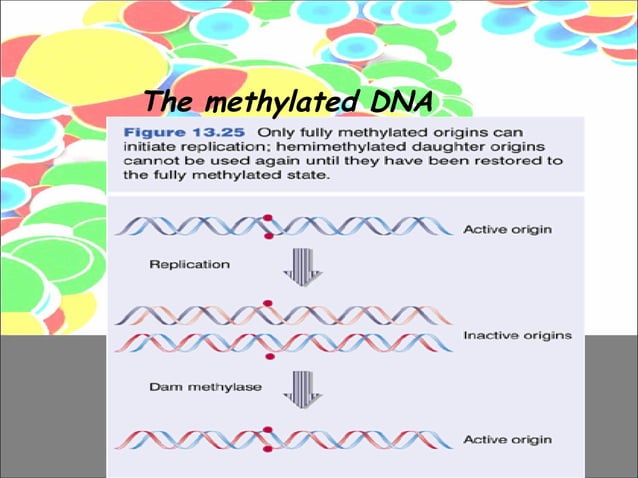 Regulation of DNA replication | PPT | Genetics | Science