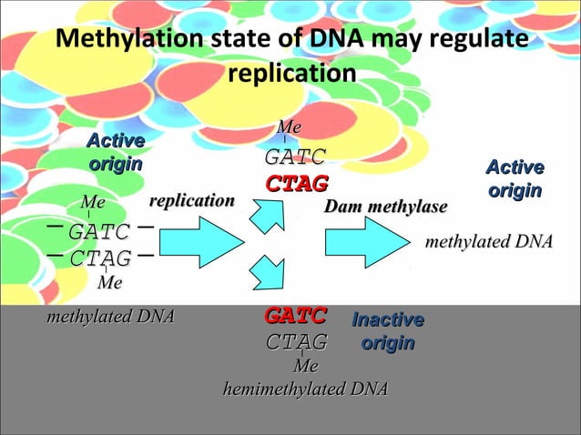 Regulation of DNA replication | PPT | Genetics | Science