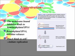 Regulation of DNA replication | PPT