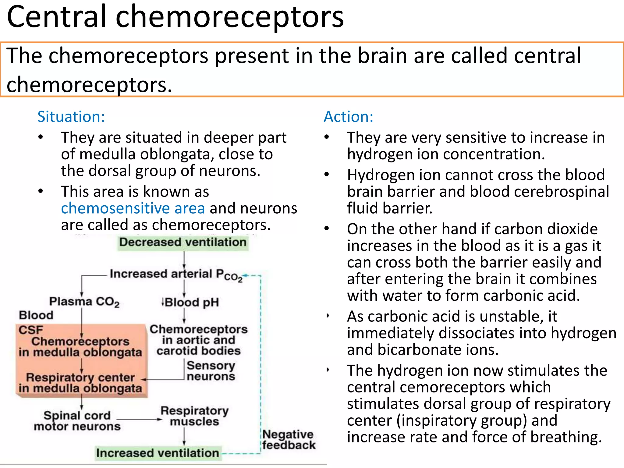 Regulation of respiration | PPTX