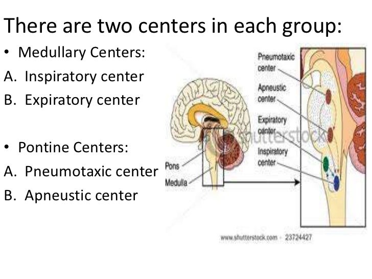Regulation of respiration